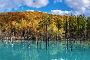 How (and Why) to Visit Hokkaido's Mesmerizing "Blue Pond"