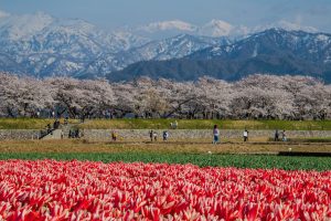 Is Toyama Worth Visiting? Here's the Truth