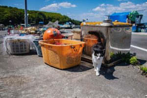 Is it Worth Visiting the Cat Island in Japan?